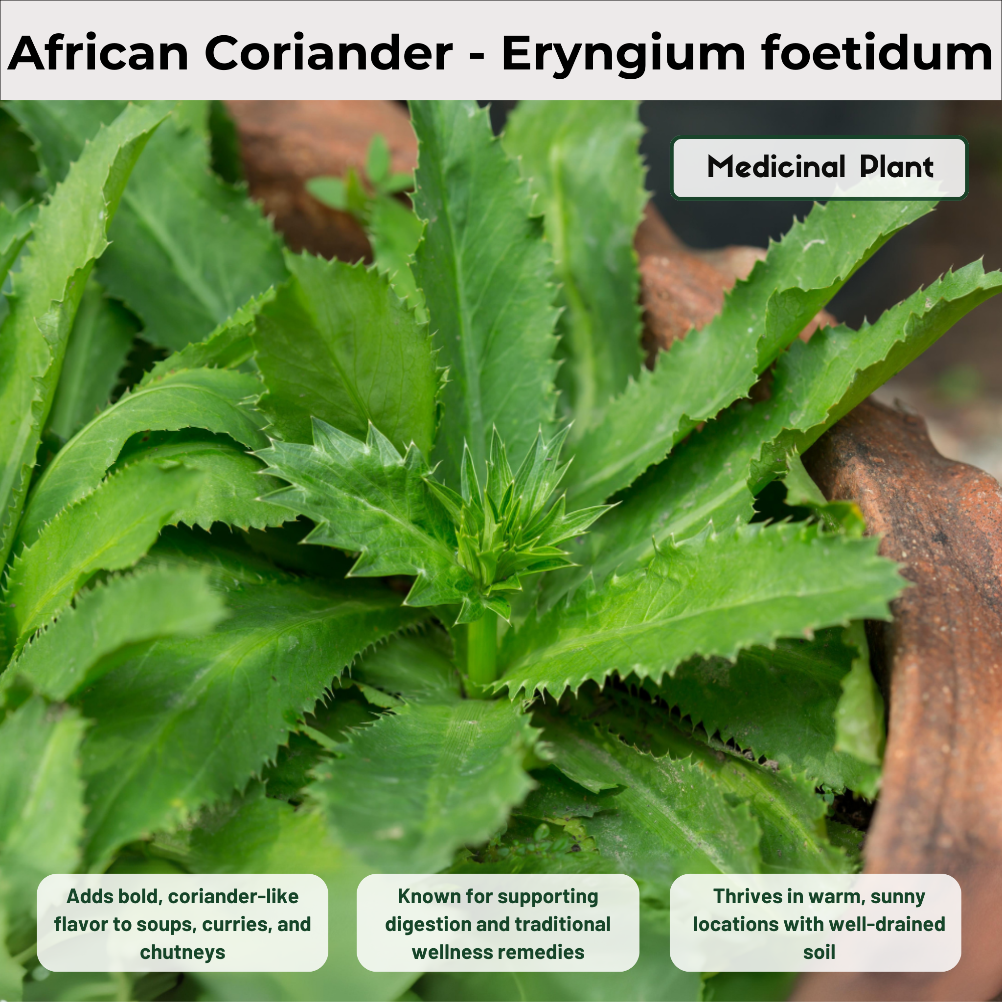 African Coriander - Eryngium foetidum Medicinal Plant – Kerala Garden