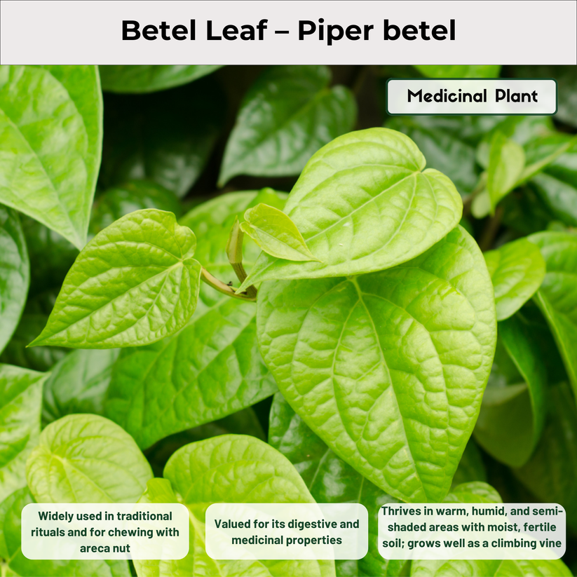 Betel Leaf – Piper betel Medicinal Plant – Kerala Garden
