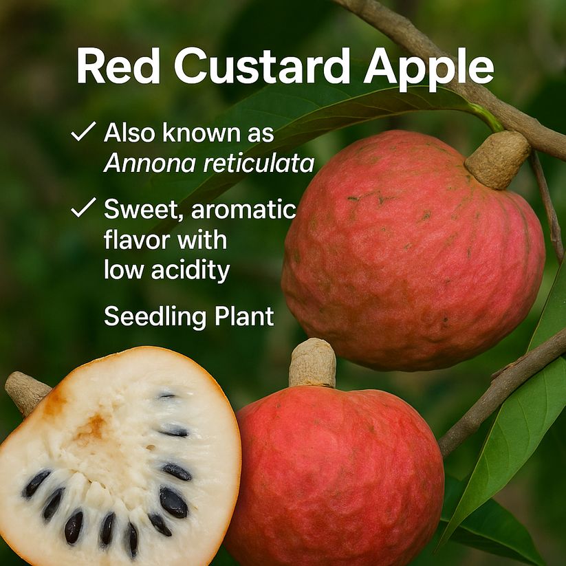 Custard Apple - Red Custard Fruit Plant – Kerala Garden