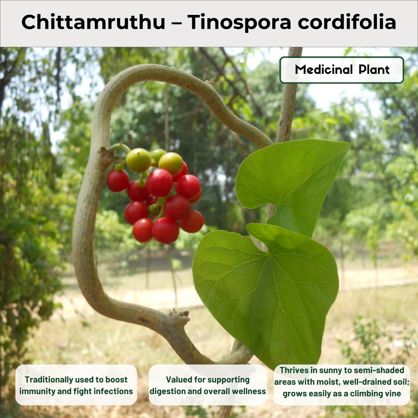 Chittamruthu – Tinospora cordifolia Medicinal Plant – Kerala Garden